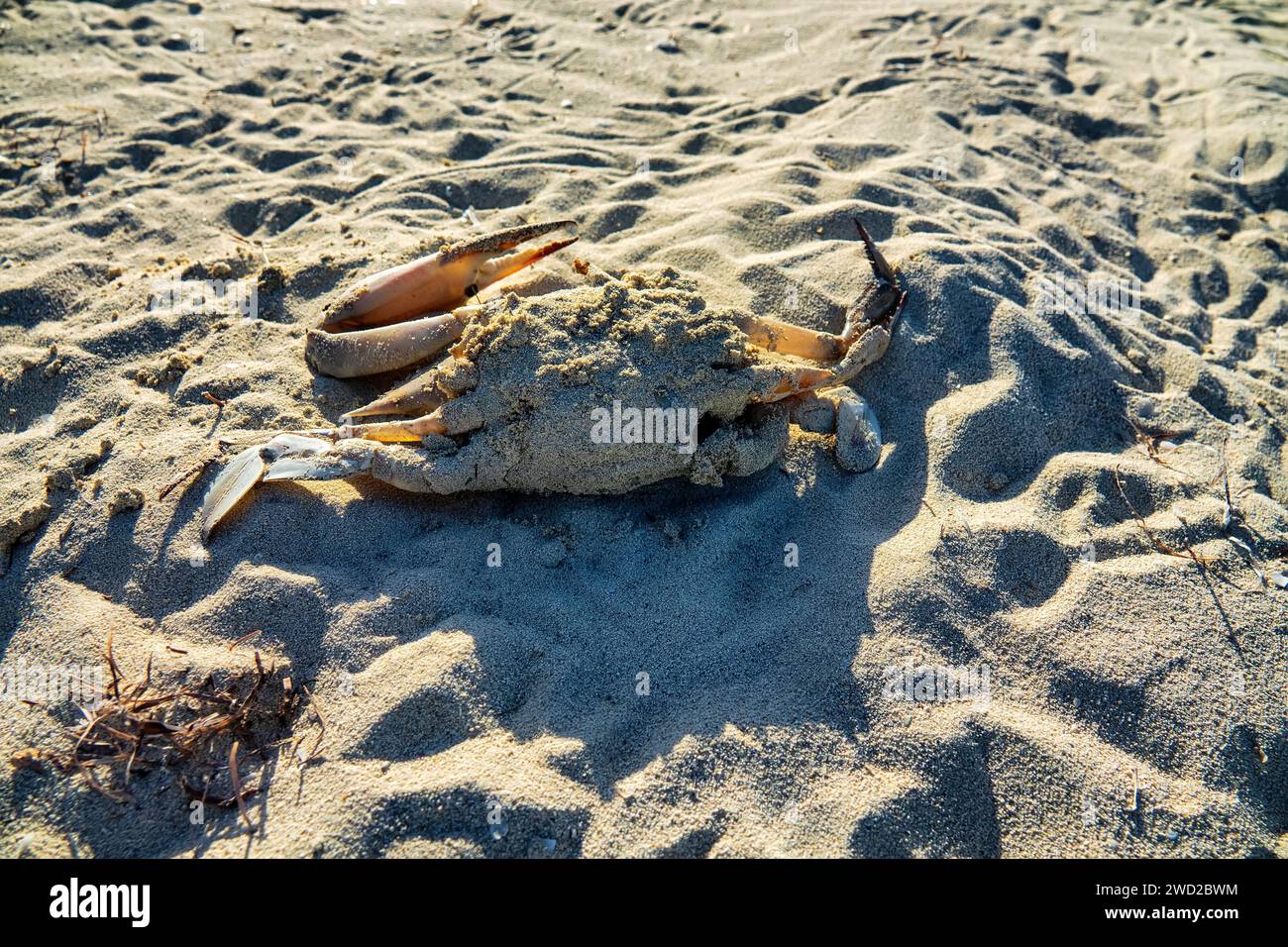 Dead crabs on the Persian Gulf Stock Photo - Alamy