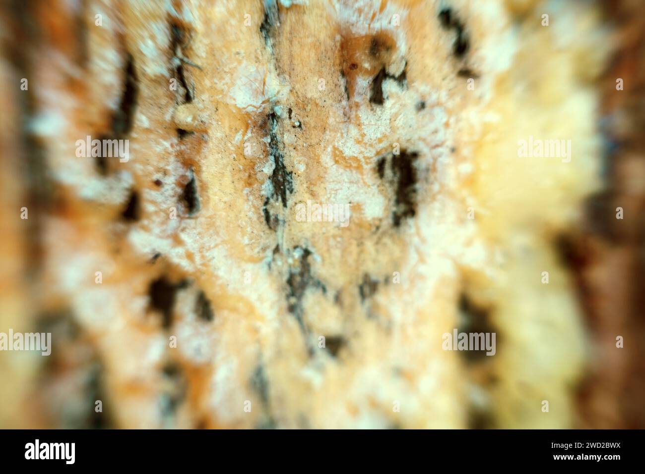 Forestry, forest products. Streaks of resin (barrois) on spruce (not ...