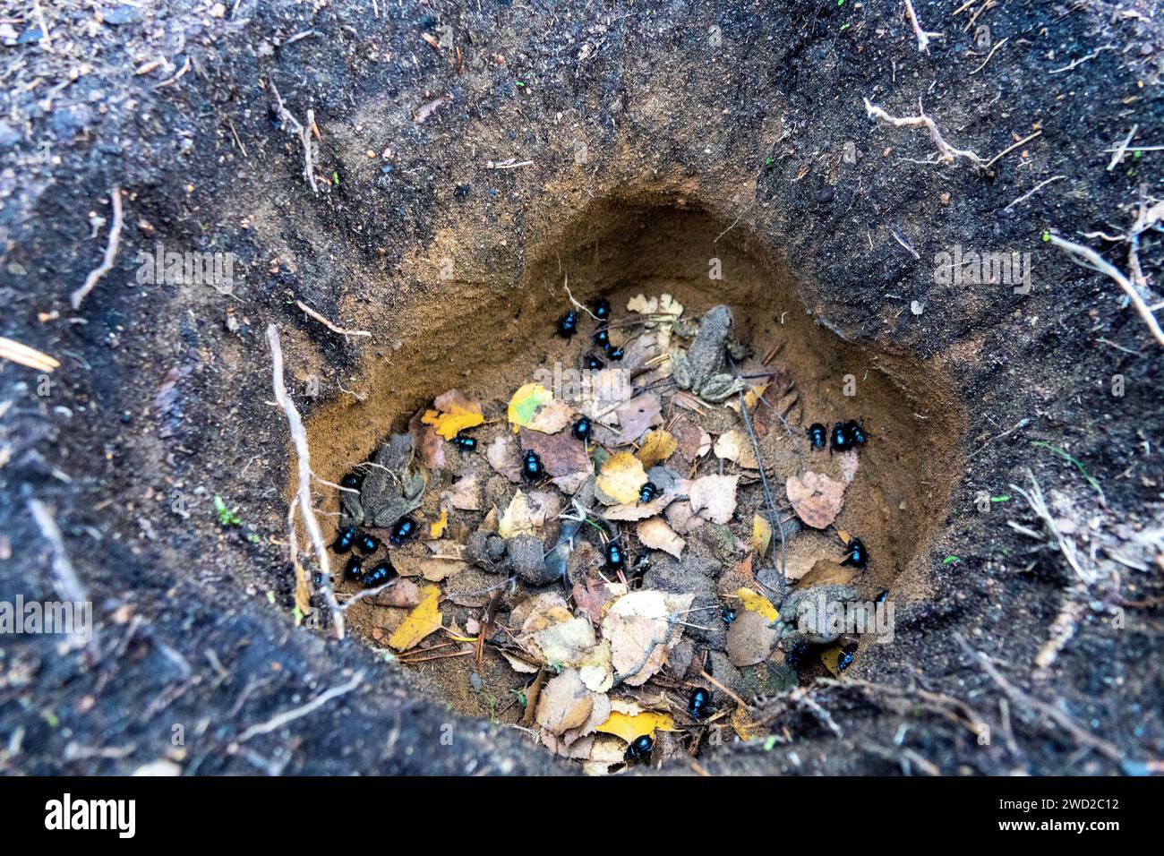 These bugs are trapped in a deadly trap. The dorbeetles fell into a man ...