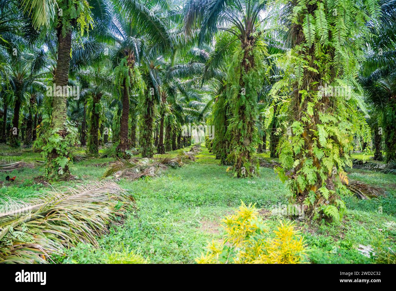 Palm oil trees under sunlight in plantation in Thailand, Asia Stock ...