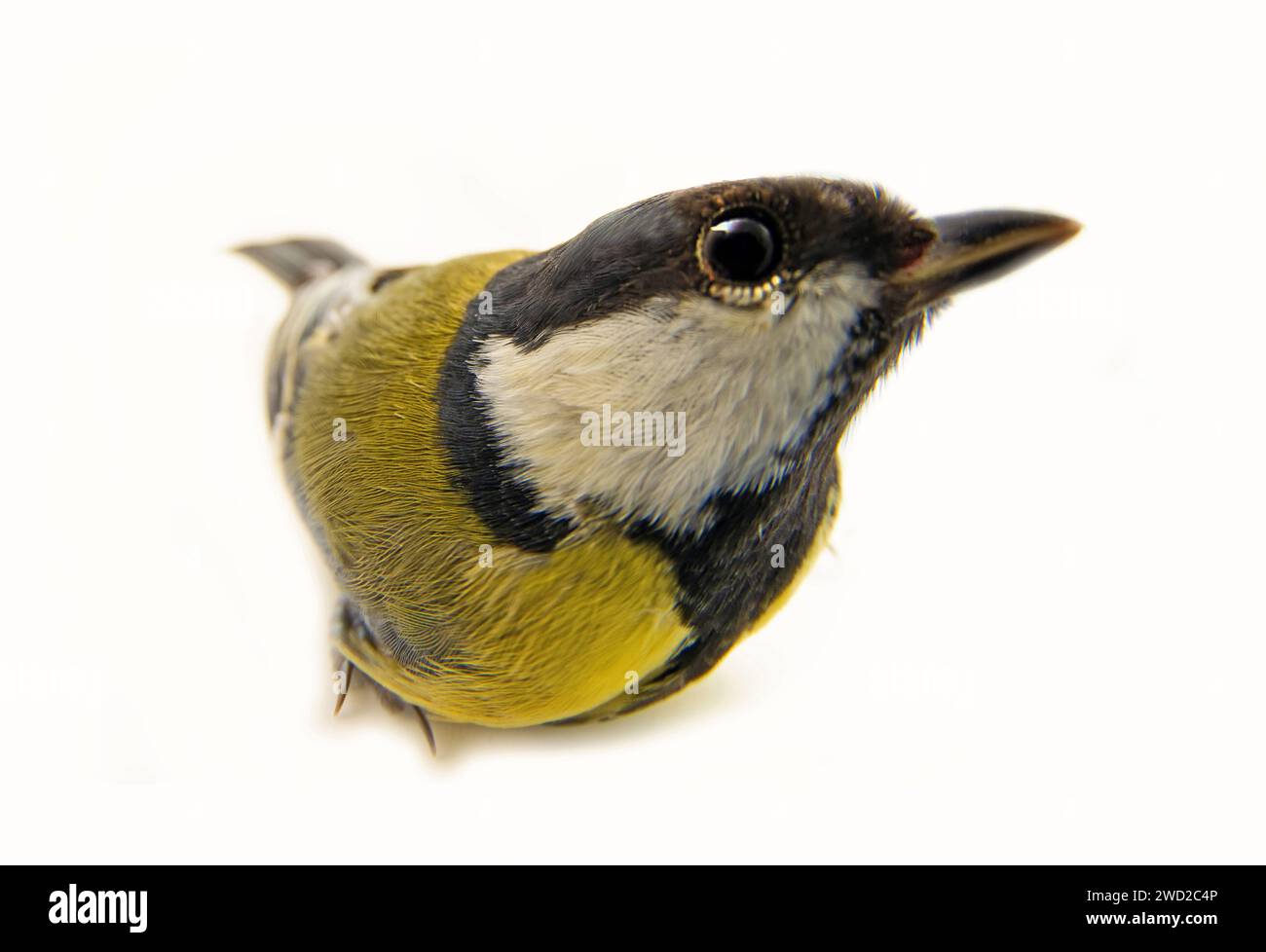 Questioning Great tit concept, inquisitiveness, inquisitorial glances ...