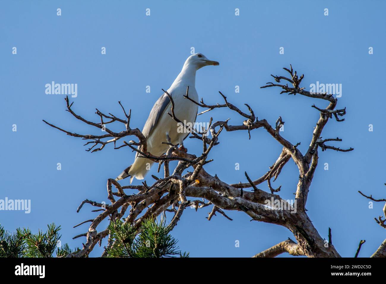 A seagull (herring gull, Larus argentatus) sits on top of a dry tree ...