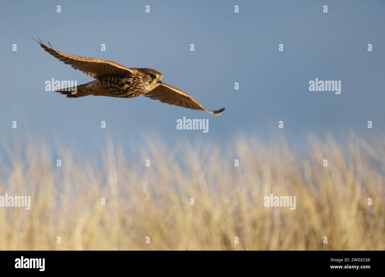 A wild female Merlin (Falco columbarius) hunting on Lindisfarne ...