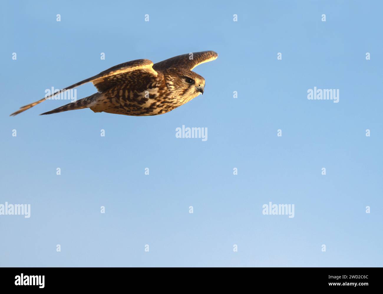 A wild female Merlin (Falco columbarius) hunting on Lindisfarne ...