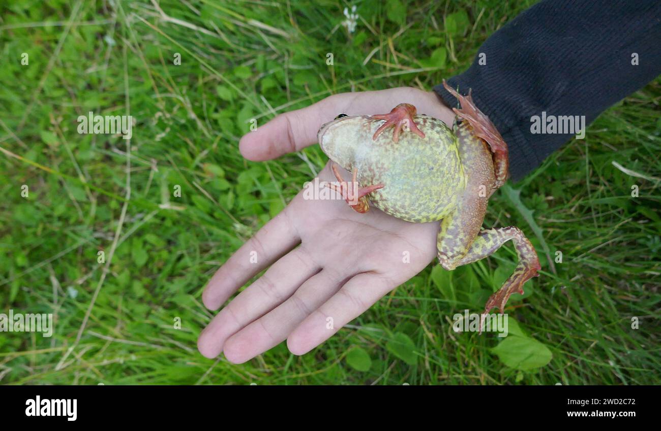 Calcaneal tuberosity hi-res stock photography and images - Alamy