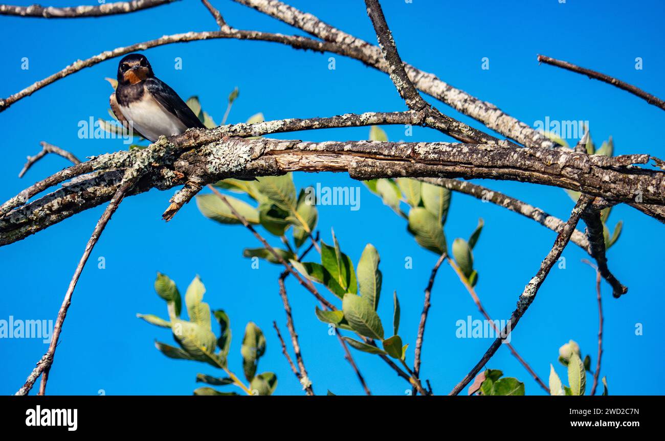 A brood of common swallow (Hirundo rustica) has left the nest and lives ...