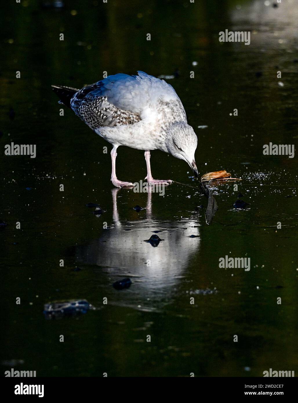 Brighton UK 18th January 2024 - A young Herring Gull looks at its ...