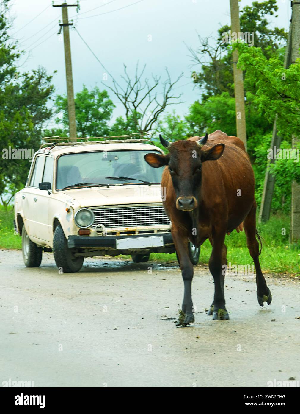 A cow crosses the road in front of a car. Soviet Zhiguli VAZ-2101 car ...