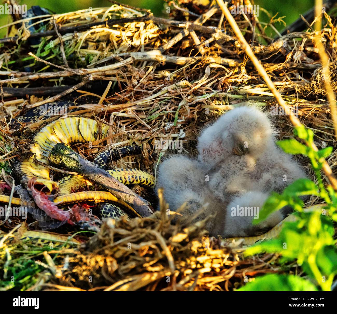 Nestlings nest raptor predator bird of prey hi-res stock photography ...