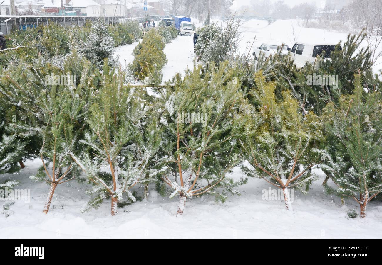 Christmas Tree Market before Winter Holidays. Christmas trees for sale ...