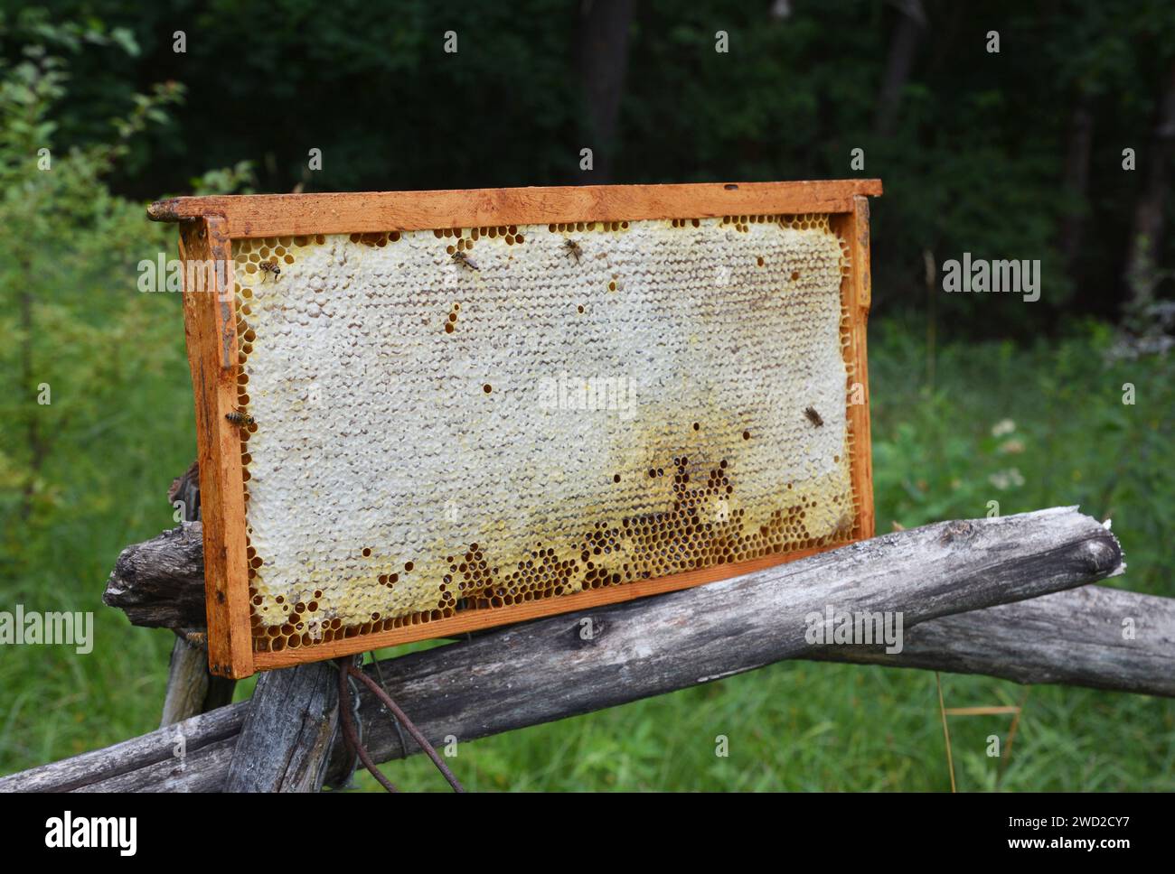 A close-up on a wax-sealed honeycomb frame with wildflower honey, wax ...