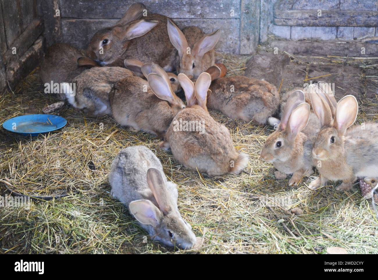 Breeding rabbits on the farm. Baby rabbits eating Stock Photo - Alamy