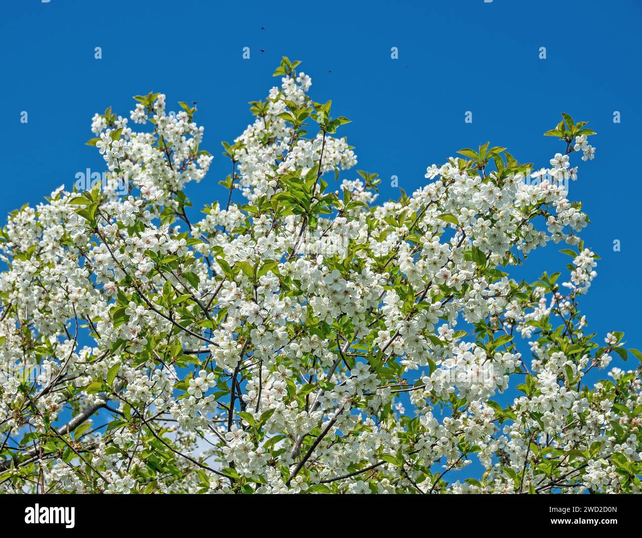 Steppe wild frutescent cherry (Prunus chamaecerasus, Cerasus fruticosa ...