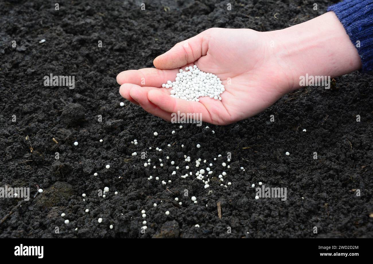 A farmer is adding mineral fertilizers into the soil to replenish ...