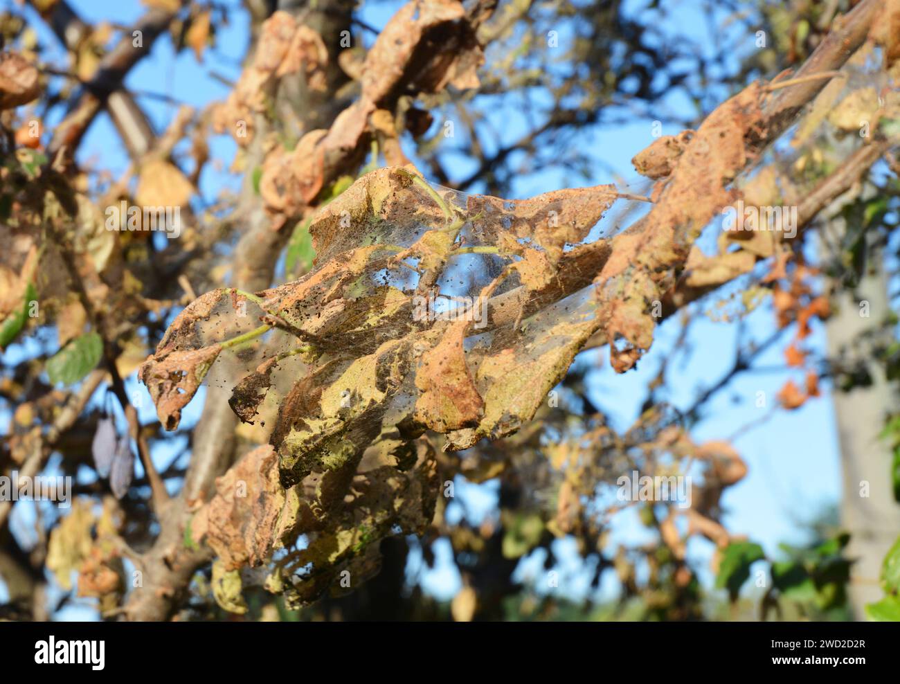 Tent Caterpillars: Controlling and Prevention. How to Get Rid of Tent ...