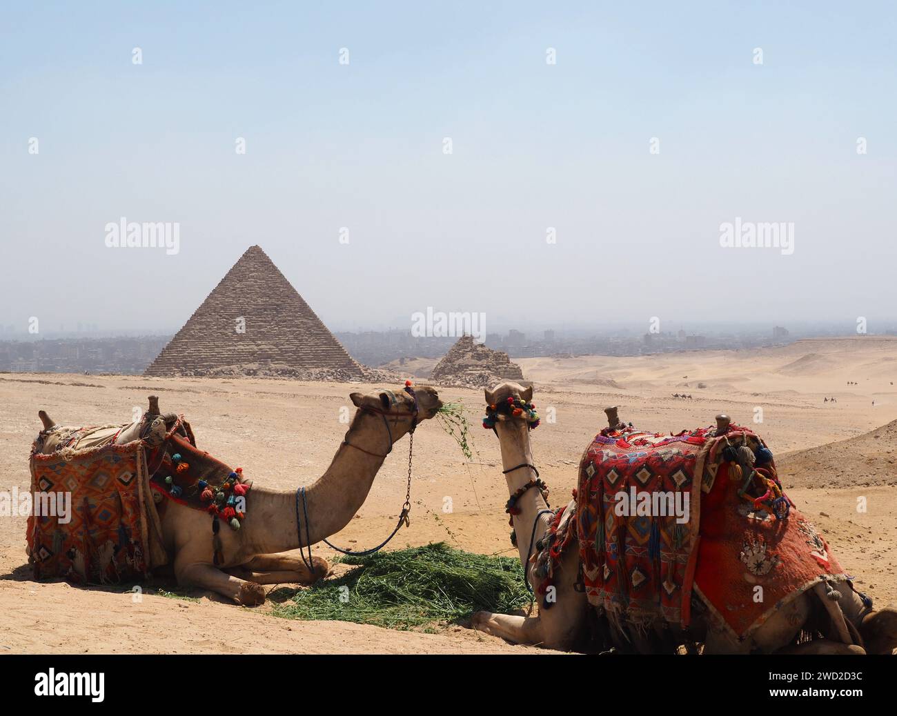 Camels enjoying their meal with views to the pyriamids of Gizah, one of ...