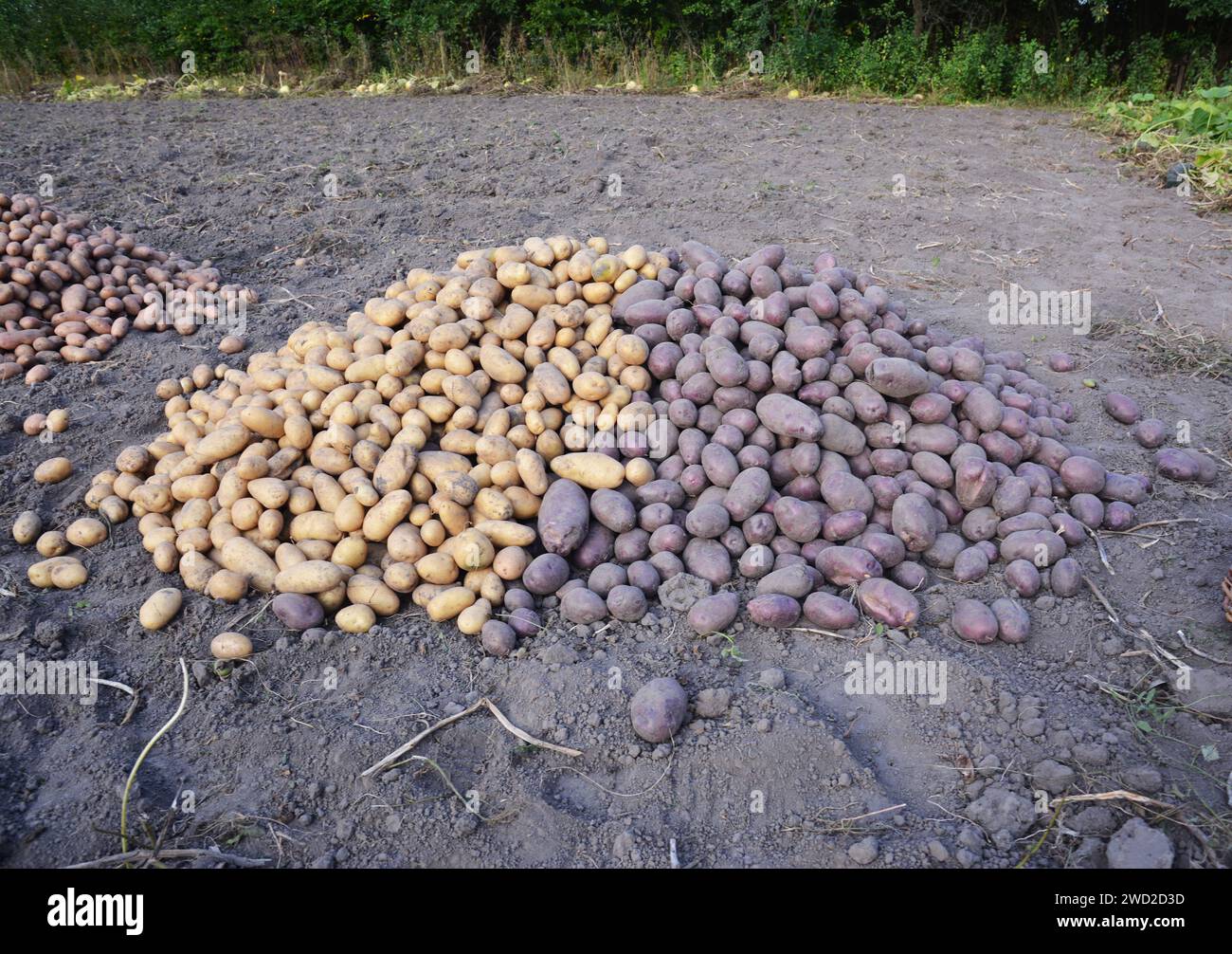 Potato harvest in a vegetable garden. A pile of potatoes of two types ...