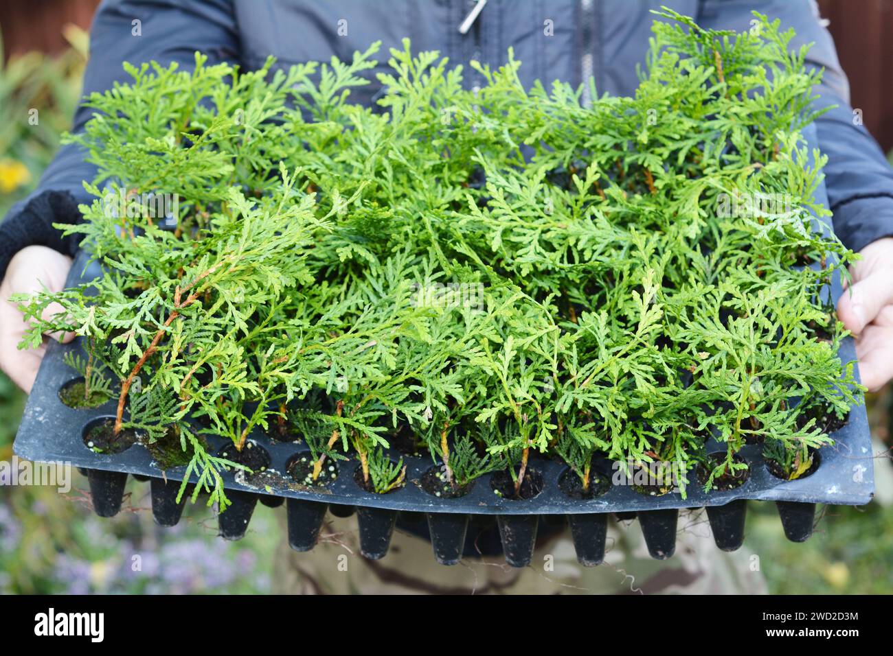 A gardener is holding a lot of small thuja seedlings in a plastic pot ...