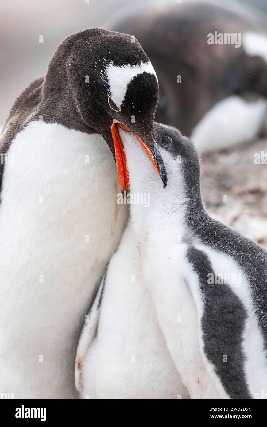 Gentoo Penguin on the beach,feeding his chick, Port Lockroy , Goudier ...