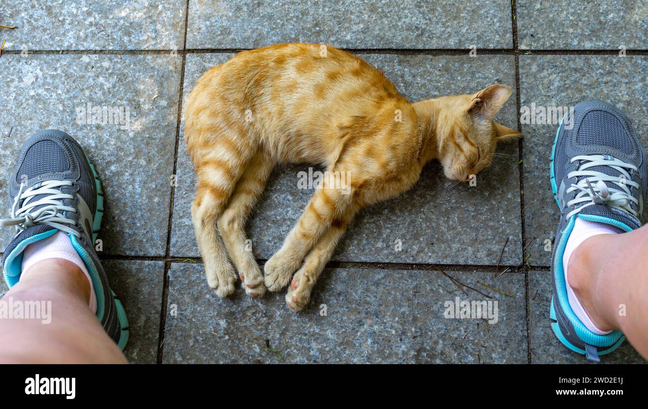 ginger cat sleeps on the sidewalk under the feet of a man. Cats ...