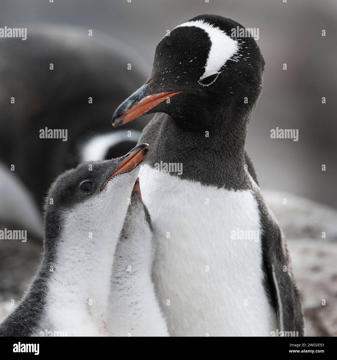 Gentoo Penguin on the beach,feeding his chick, Port Lockroy , Goudier ...
