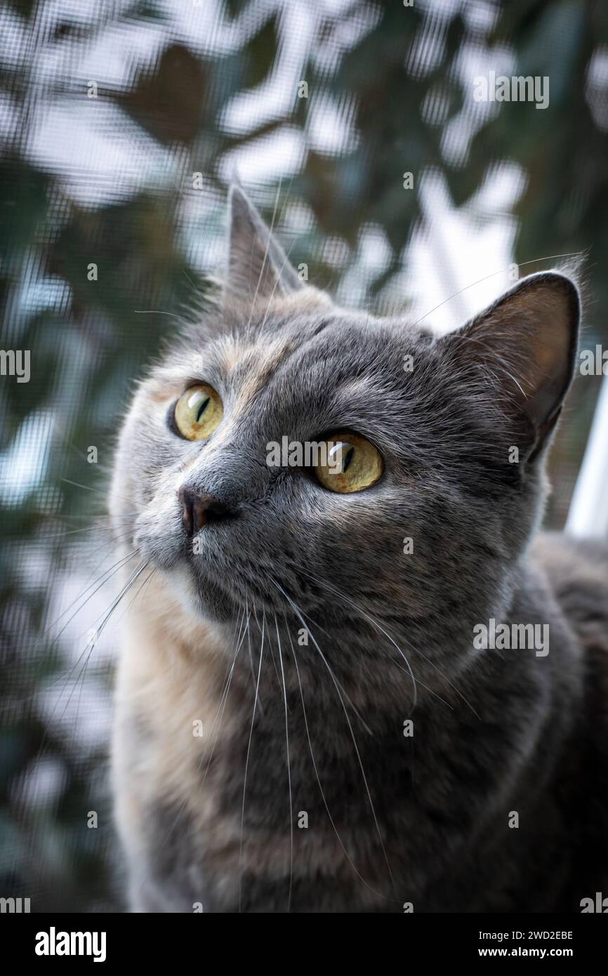 Cute gray domestic cat looks curiously. Lovely tortoise british cat ...