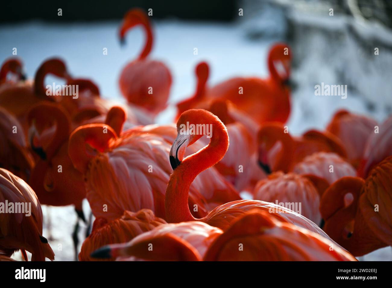 Cologne, Germany. 18th Jan, 2024. Flamingos stand crowded in the snow ...