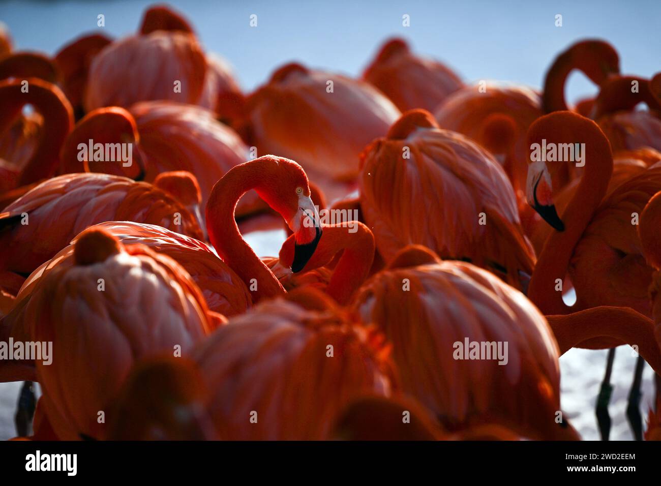 Crowded zoo hi-res stock photography and images - Alamy