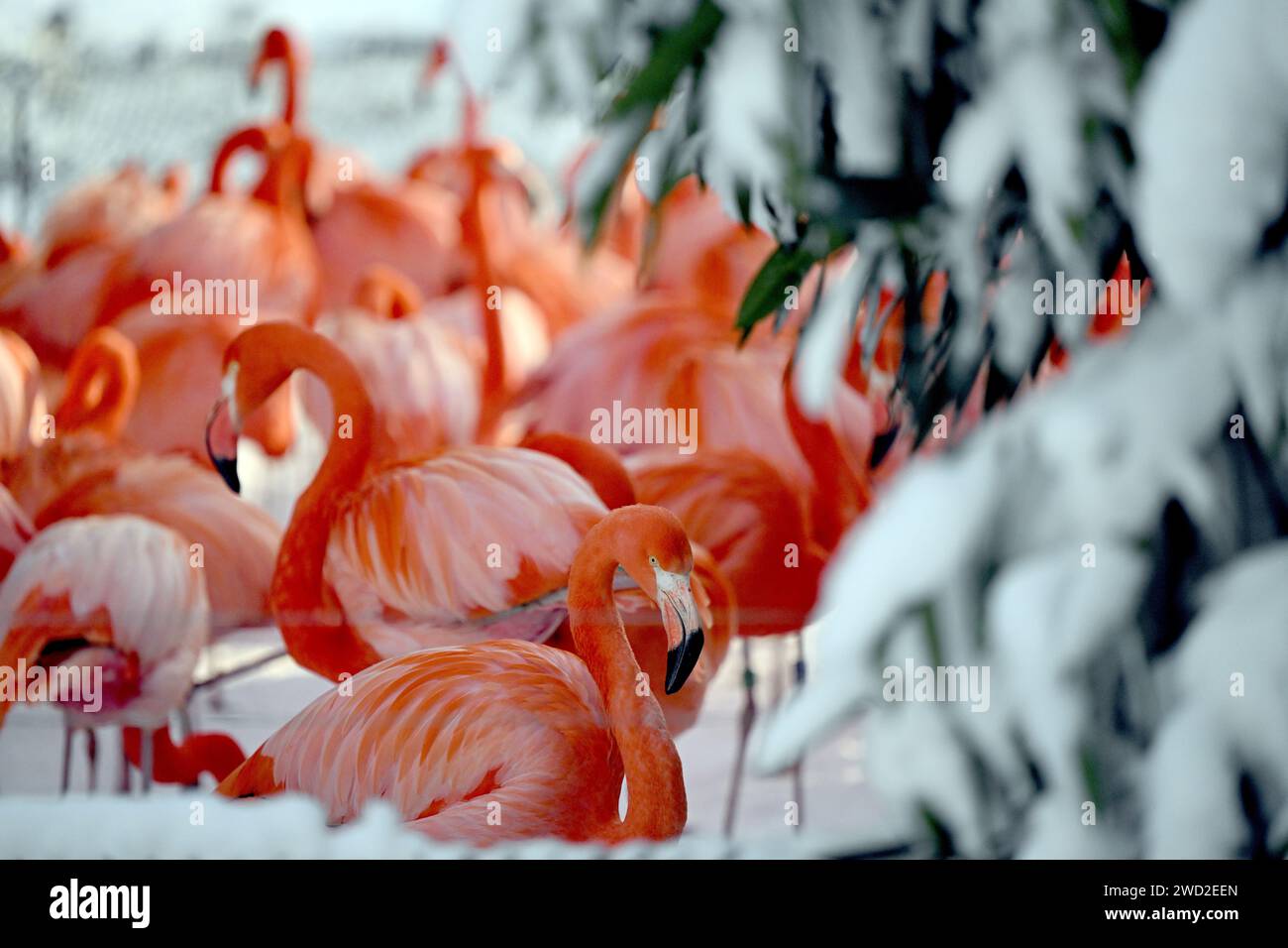 Cologne, Germany. 18th Jan, 2024. Flamingos stand crowded in the snow ...