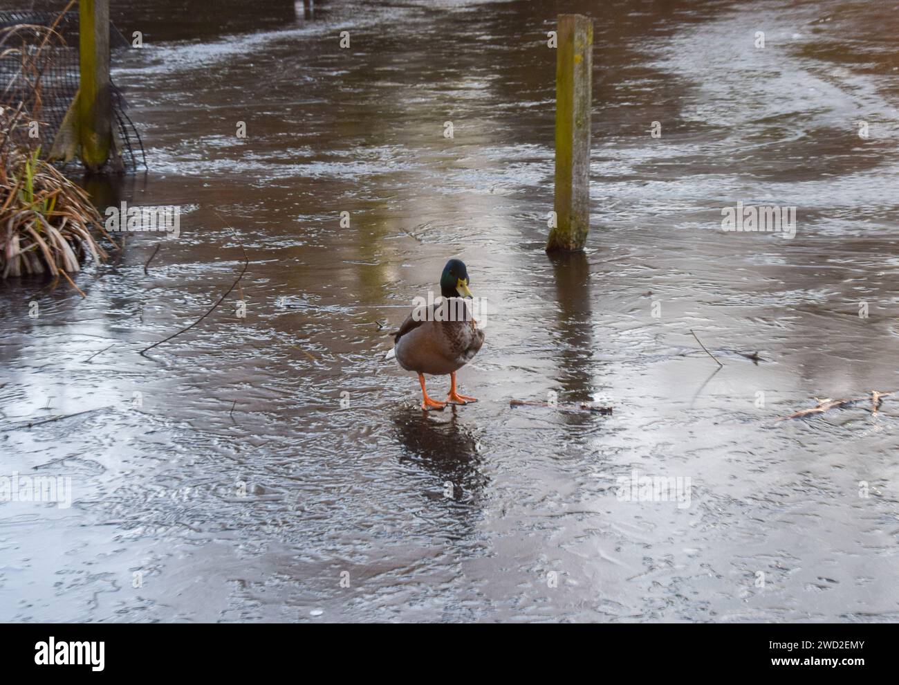 London, UK. 18th January 2024. A duck stands on the frozen lake in a ...