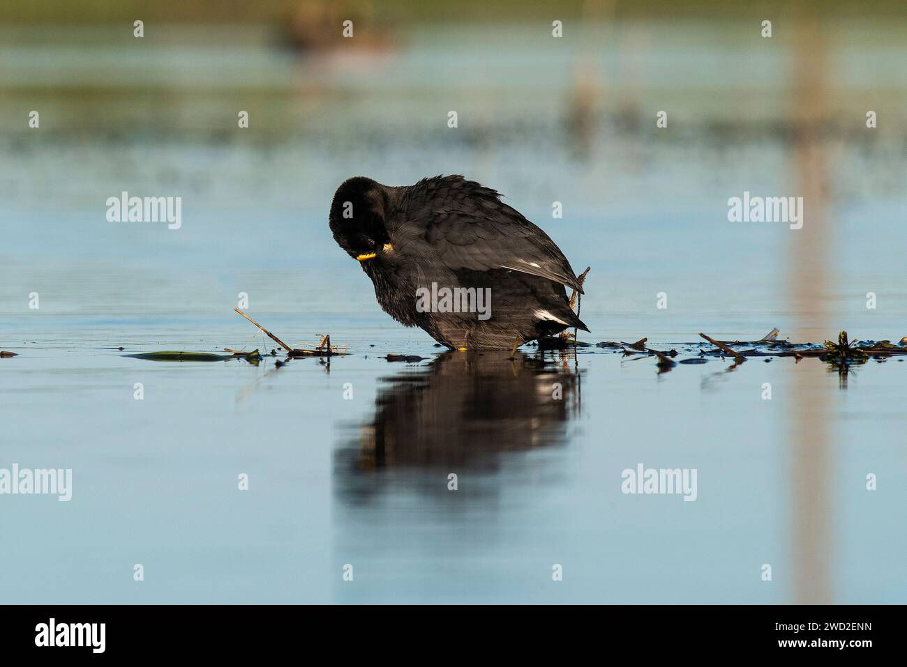 American coot nest hi-res stock photography and images - Alamy