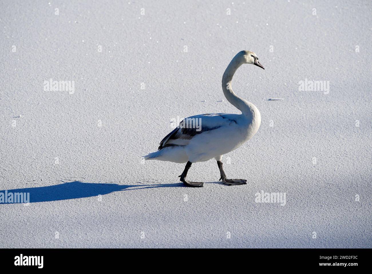 A thirty-five day-old cygnet walks on a frozen lake at Sefton Park in ...