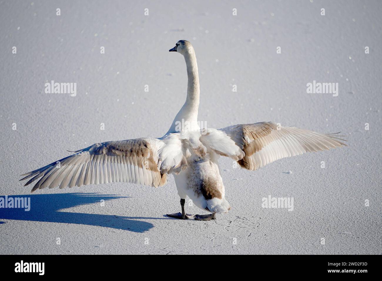 A thirty-five day-old cygnet walks on a frozen lake at Sefton Park in ...
