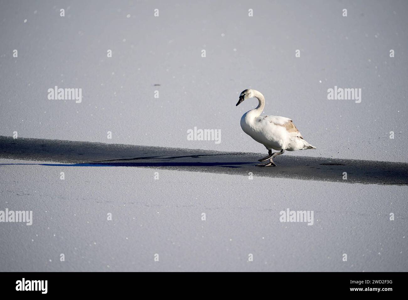 A thirty-five day-old cygnet walks on a frozen lake at Sefton Park in ...