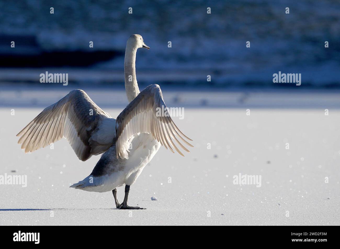 A thirty-five day-old cygnet walks on a frozen lake at Sefton Park in ...