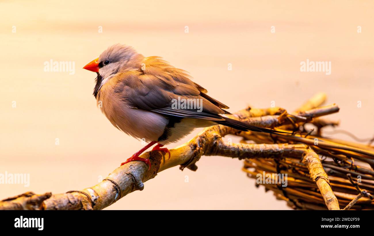 Beautiful shot long tailed hi-res stock photography and images - Alamy