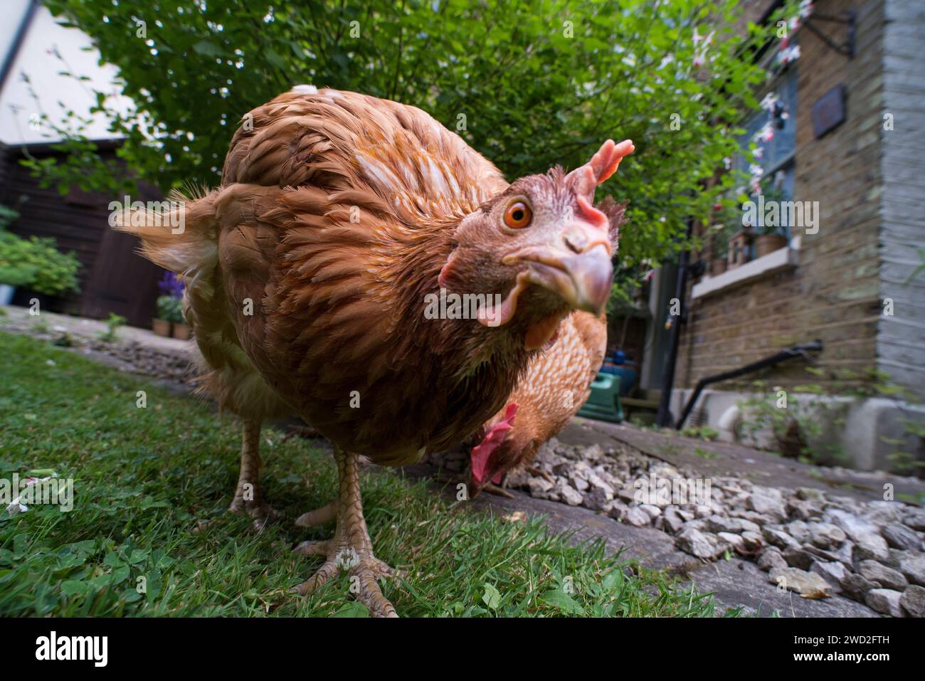 Close up chicken looks camera hi-res stock photography and images - Alamy