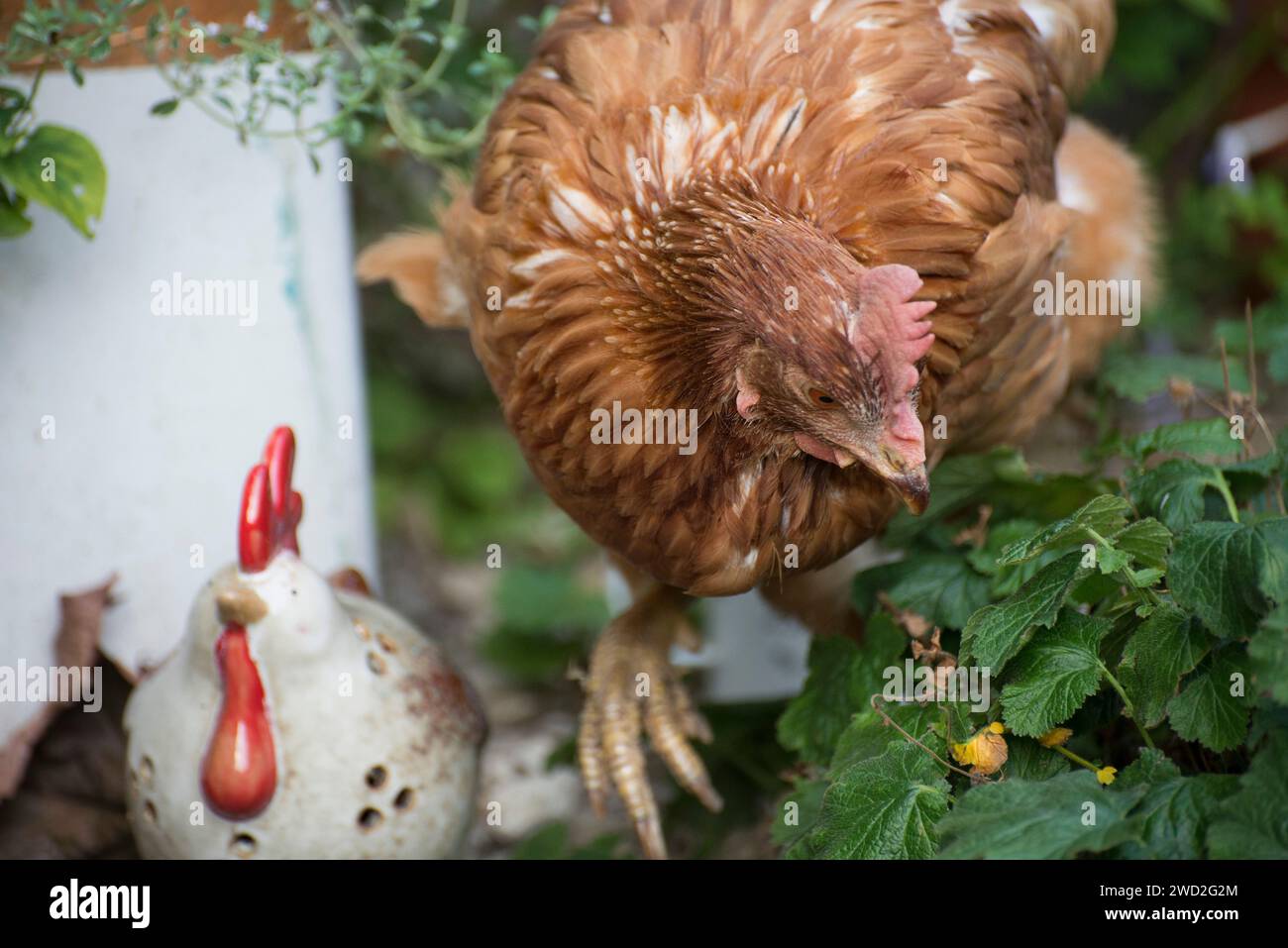 Pottery hen hi-res stock photography and images - Alamy