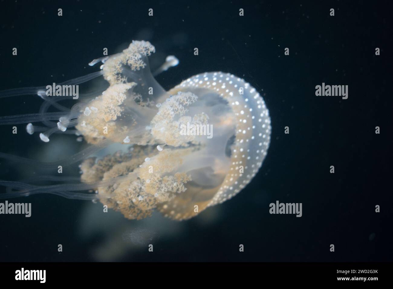 Glowing moon jellyfish hi-res stock photography and images - Alamy