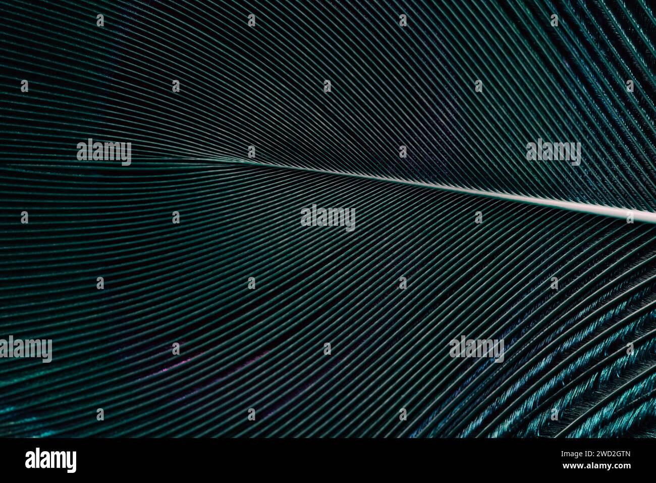 Beautiful natural pattern hi-res stock photography and images - Alamy