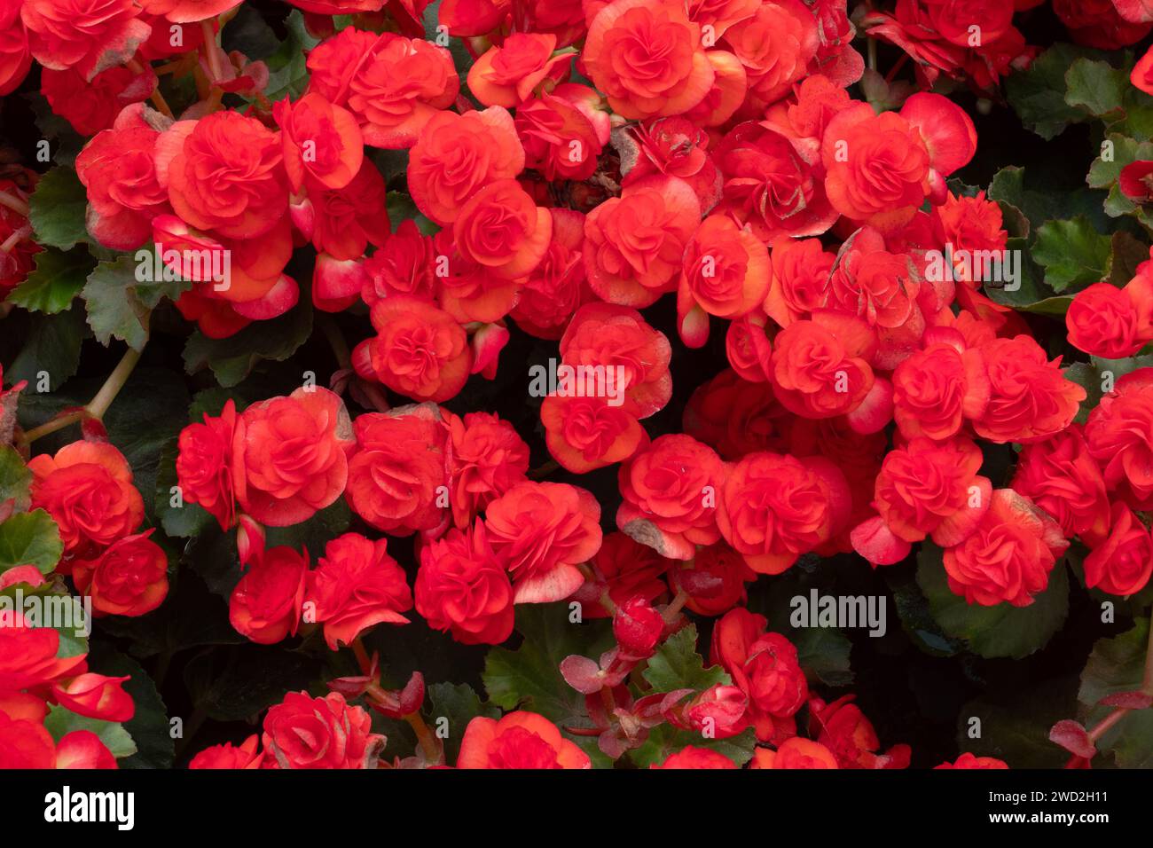 Begonia flower for nature background Stock Photo - Alamy
