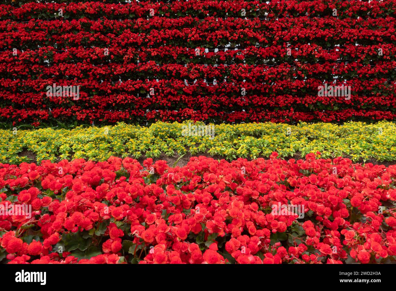 Begonia flower for nature background Stock Photo - Alamy