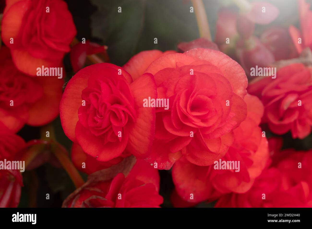 Begonia flower for nature background Stock Photo - Alamy