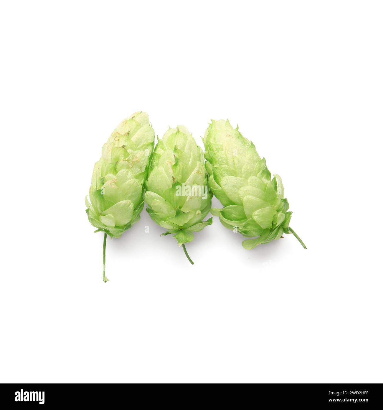 Fresh green hops on white background Stock Photo - Alamy