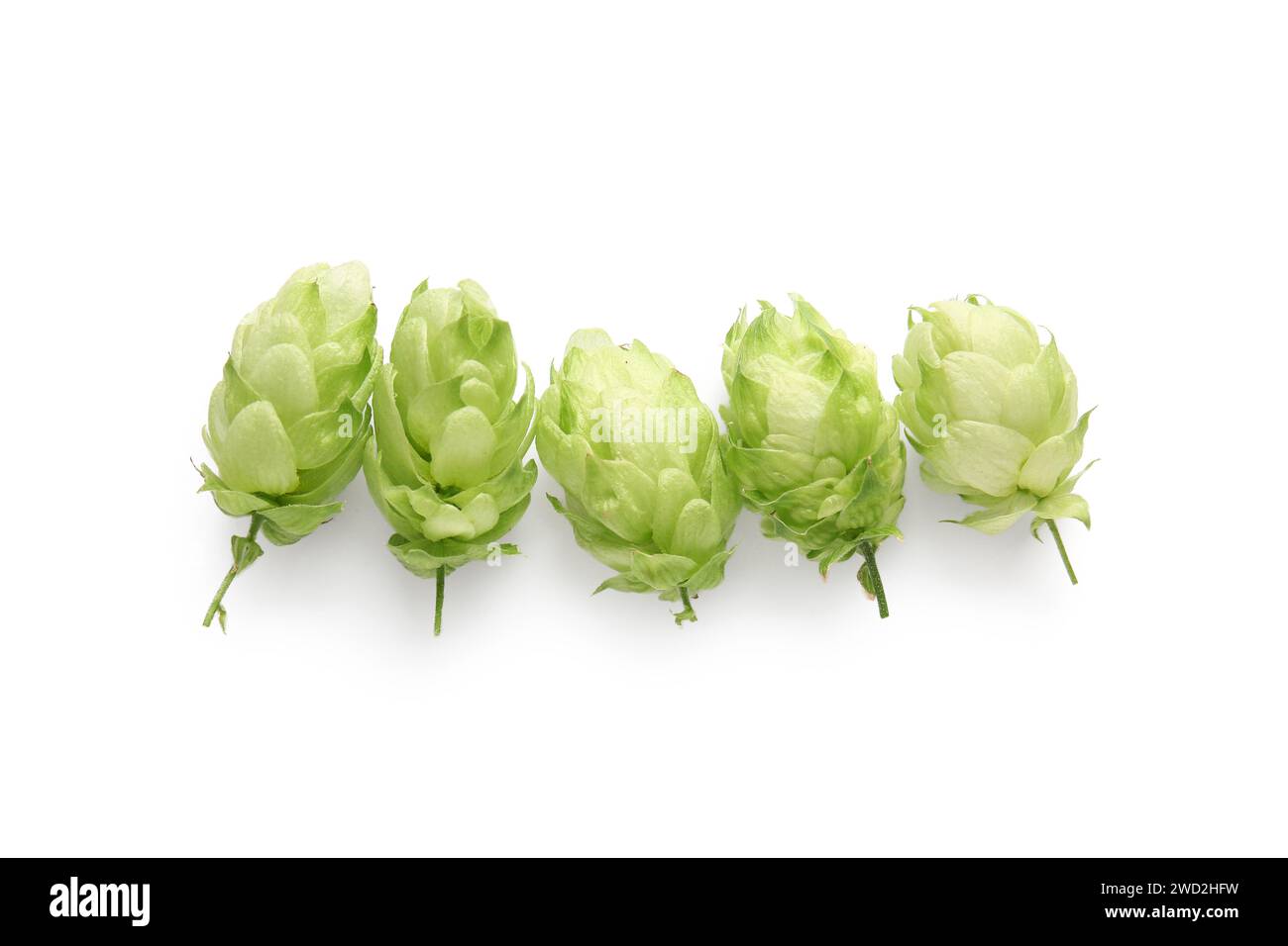Fresh green hops on white background Stock Photo - Alamy