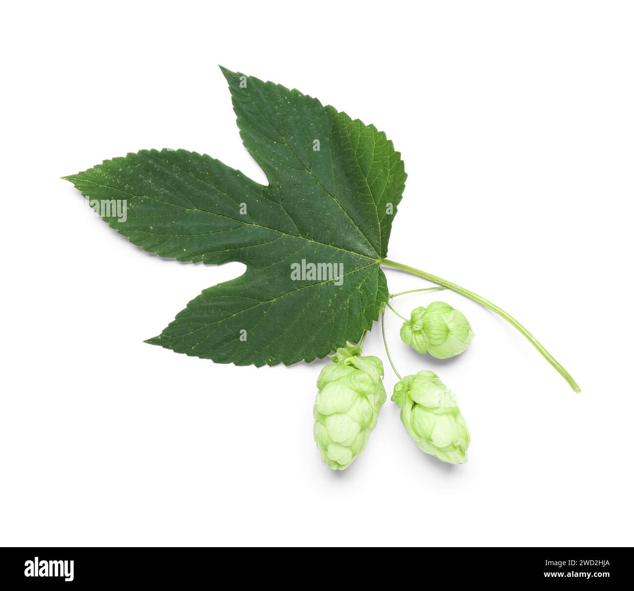 Fresh green hops with leaf on white background Stock Photo - Alamy