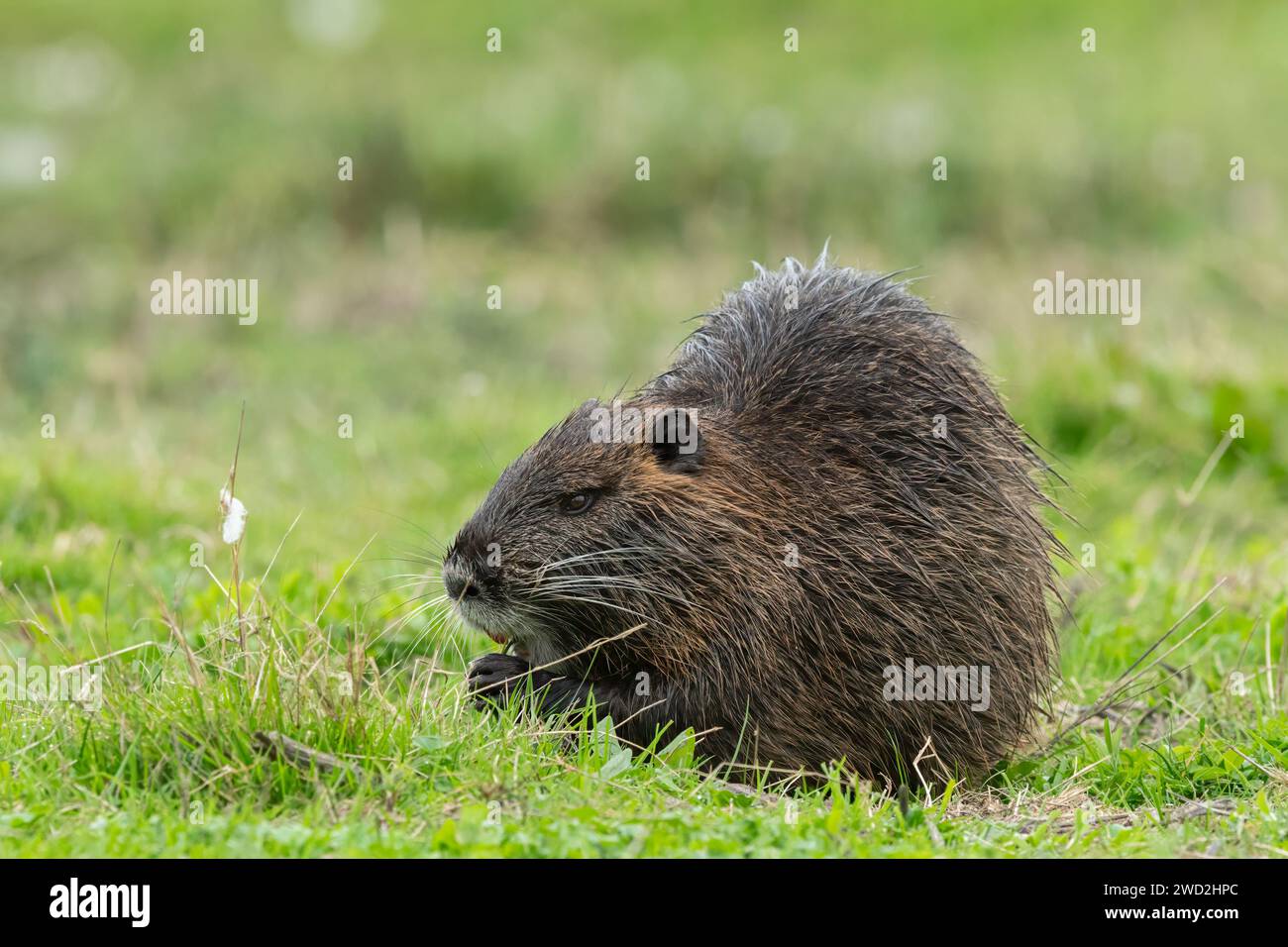 Walking nutria myocastor coypus hi-res stock photography and images - Alamy