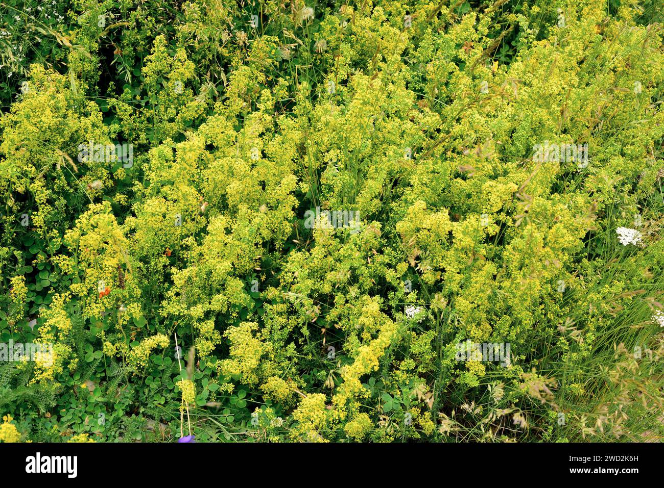 Lady bedstraw or yellow bedstraw (Galium verum) is a perennial herb ...