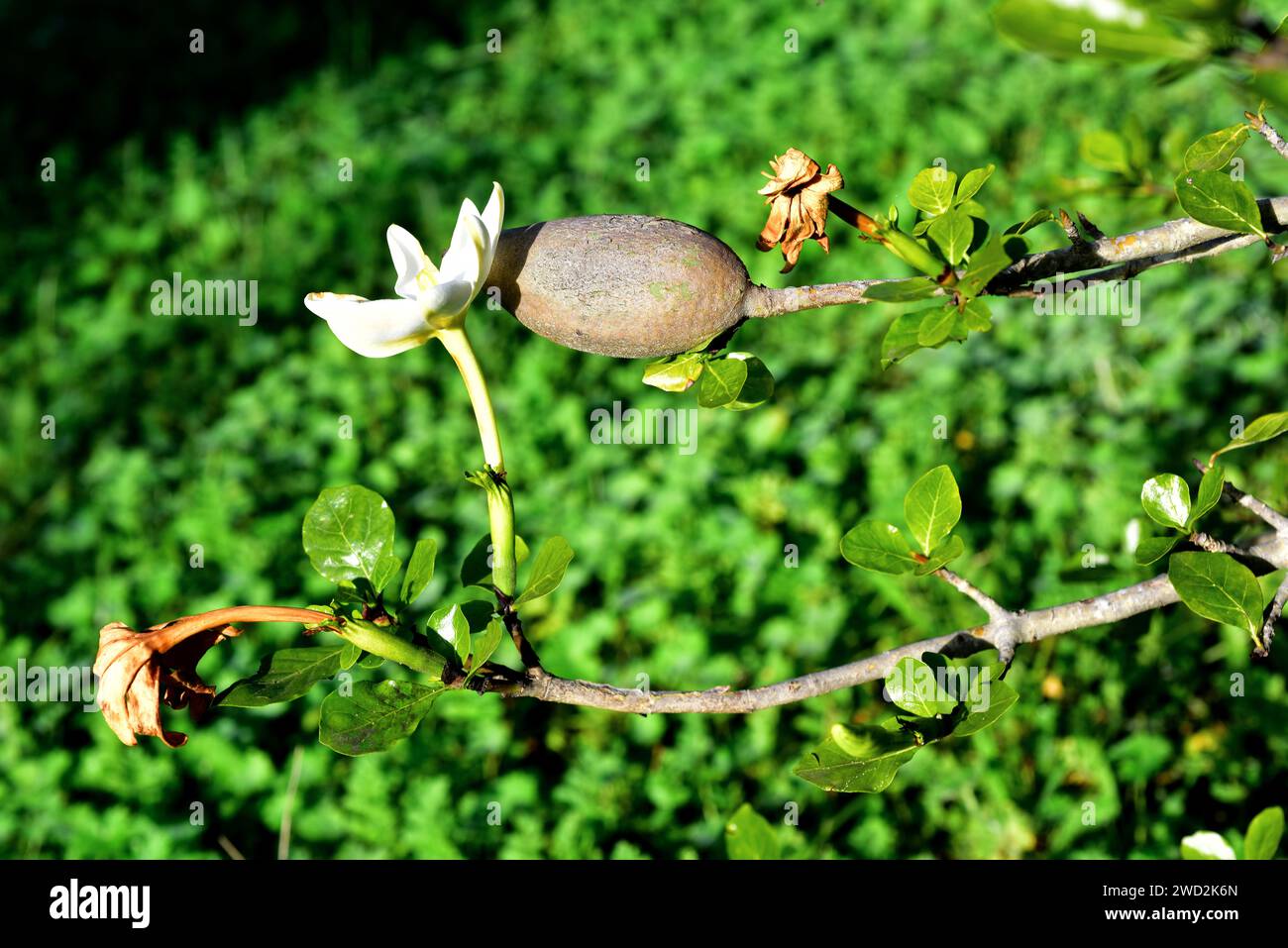 Gardenia tree hi-res stock photography and images - Alamy