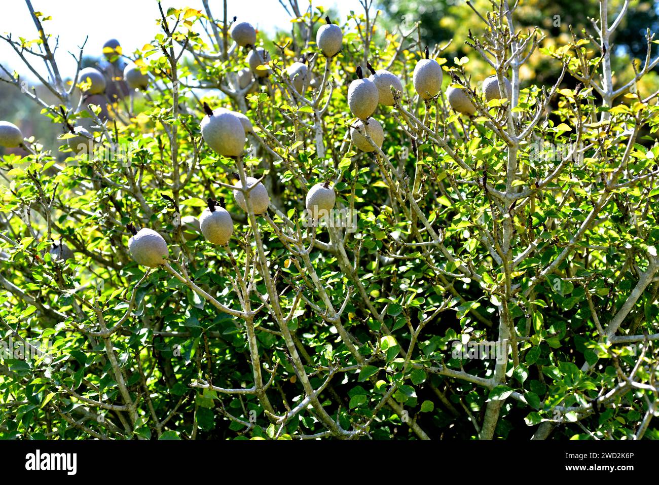 Gardenia tree hi-res stock photography and images - Alamy